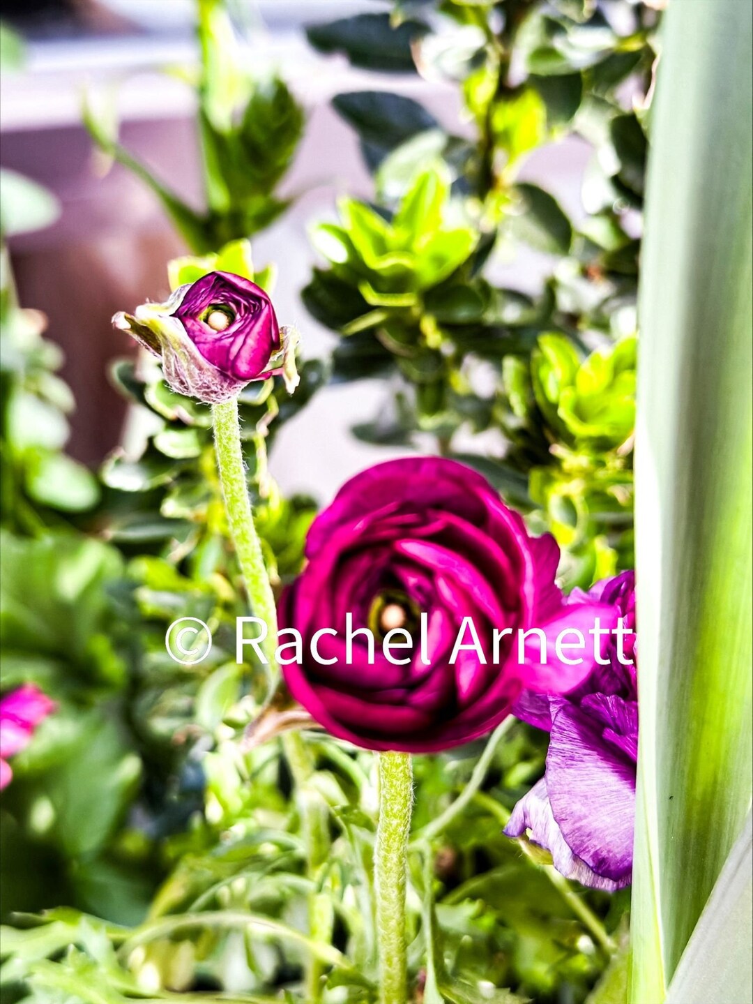 Ravishing Rose - Etsy