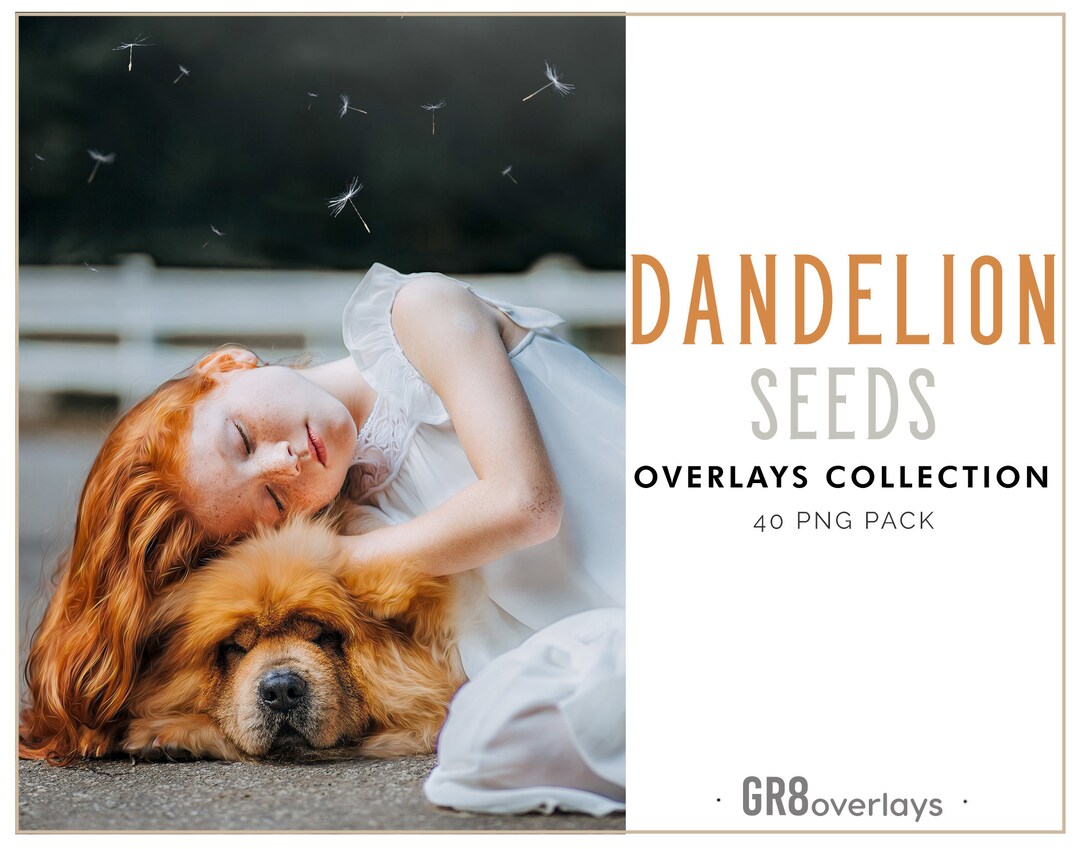 40 DANDELION SEEDS Overlays, Photoshop Overlays, Digital Flower Overlays, Flying Dandelions PNG ...