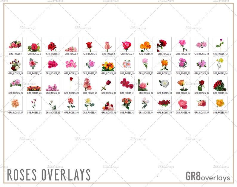ROSES Overlays PNG Flowers Rose Overlay Photoshop - Etsy