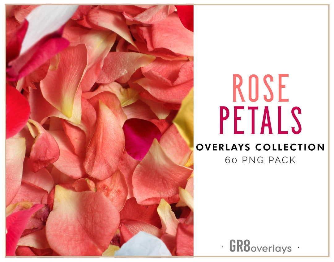 ROSE PETALS Overlays, Photoshop Overlays, Photoshop Overlay, PNG ...