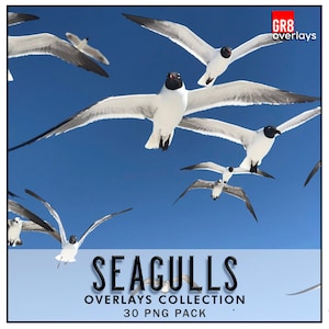 SEAGULLS Overlays, PNG, Seagulls, Outdoor Overlays, Photoshop Overlays ...