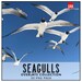 SEAGULLS Overlays, PNG, Seagulls, Outdoor Overlays, Photoshop Overlays ...