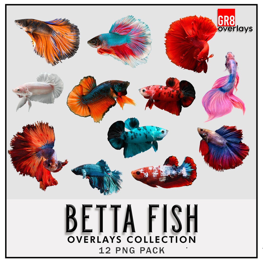 12 BETTA FISH, Photoshop Overlays, PNG Files, Photo Overlays, Photoshop ...