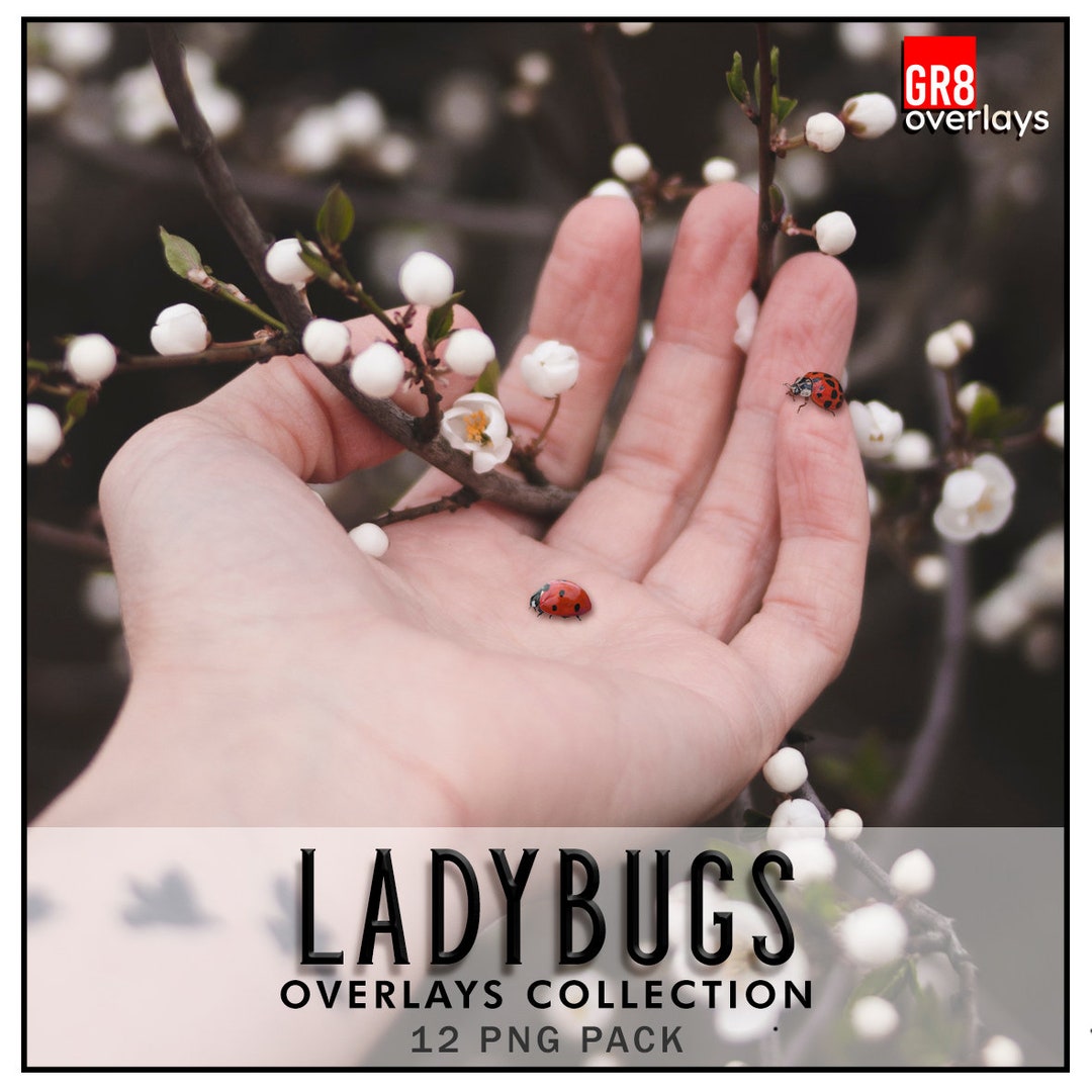 12 LADYBUGS, Photoshop Overlays, PNG Files, Photo Overlays, Photoshop ...