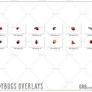 12 LADYBUGS, Photoshop Overlays, PNG Files, Photo Overlays, Photoshop ...