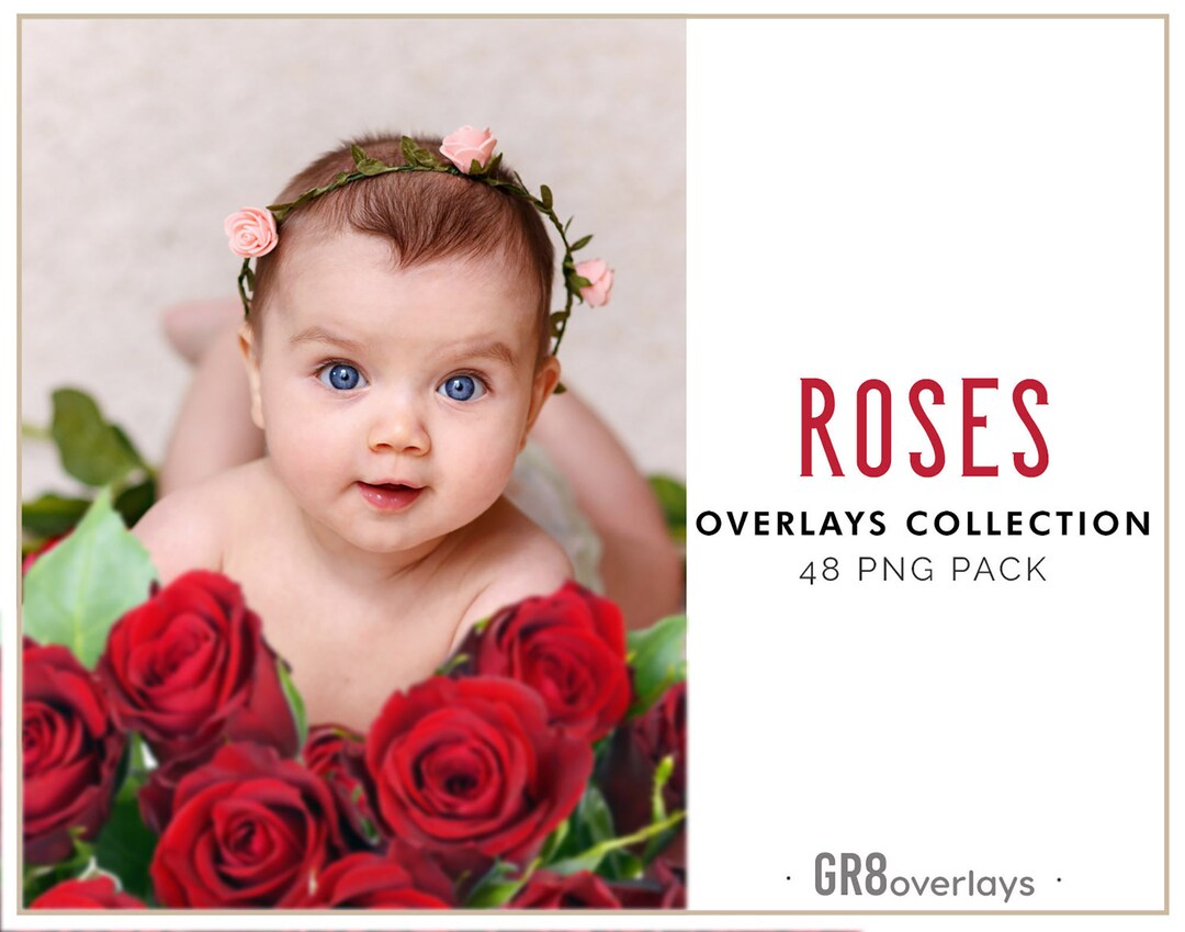 ROSES Overlays PNG Flowers Rose Overlay Photoshop - Etsy