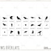 CROWS OVERLAYS, PNG, Crow, Photoshop Overlays, Photoshop Overlay, Crow ...