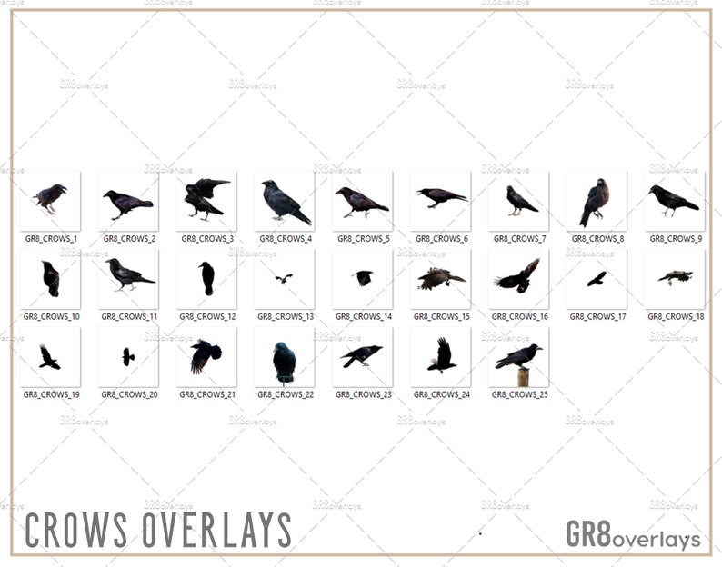 CROWS OVERLAYS PNG Crow Photoshop Overlays Photoshop | Etsy