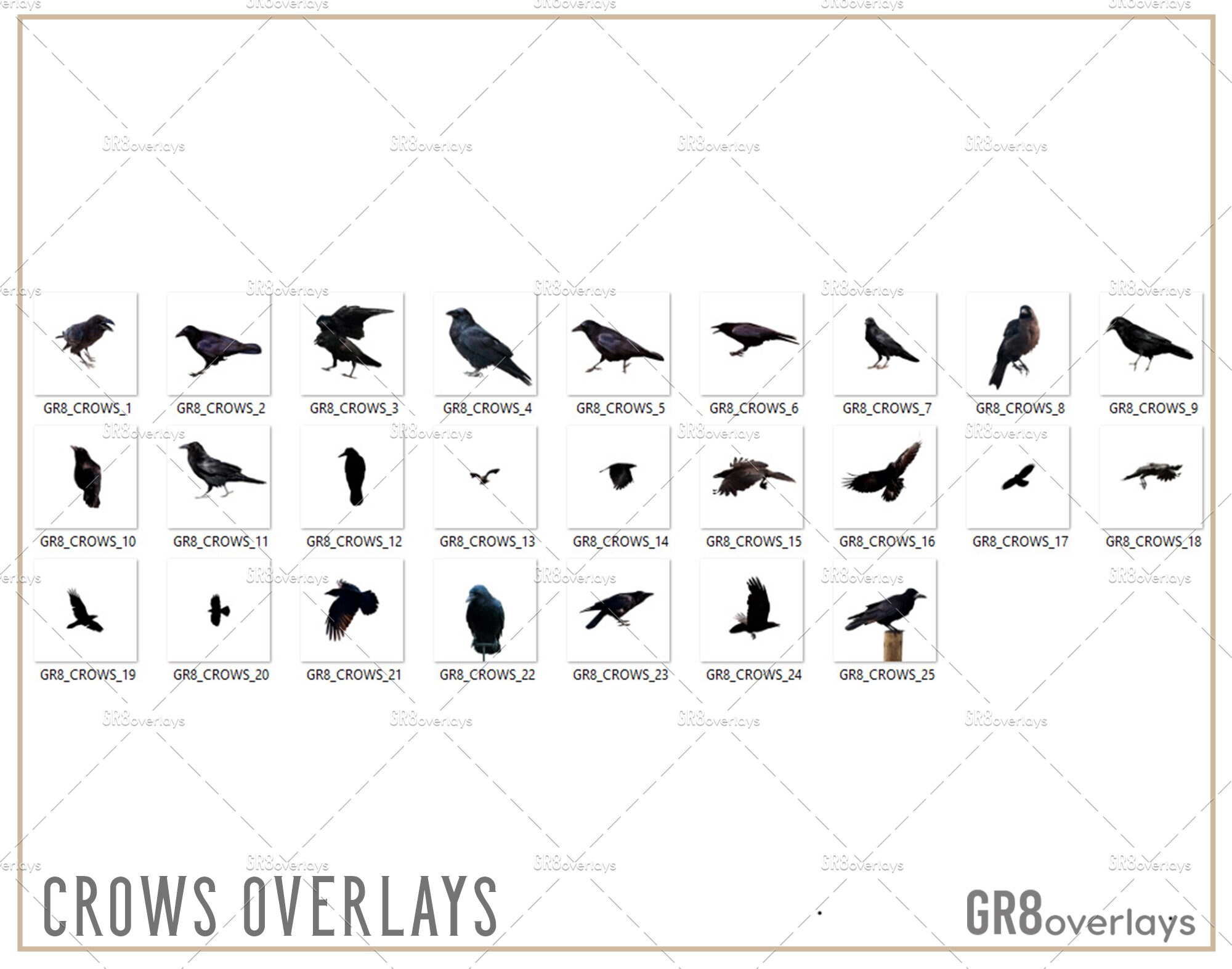 CROWS OVERLAYS PNG Crow Photoshop Overlays Photoshop - Etsy