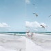 SEAGULLS Overlays, PNG, Seagulls, Outdoor Overlays, Photoshop Overlays ...