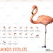 FLAMINGOS OVERLAYS, PNG, Flamingo, Outdoor Overlays, Photoshop Overlays ...