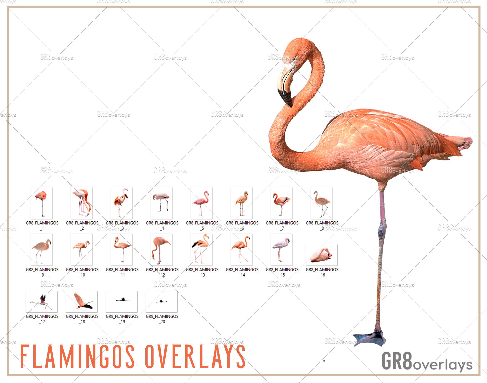 FLAMINGOS OVERLAYS PNG Flamingo Outdoor Overlays Photoshop - Etsy Canada
