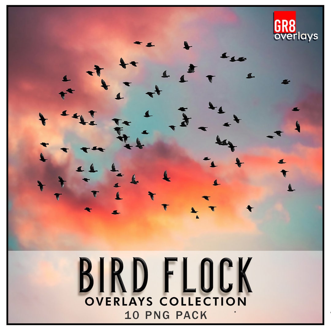 10 BIRD FLOCK Photoshop Overlays, PNG Files, Photo Overlays, Photoshop ...