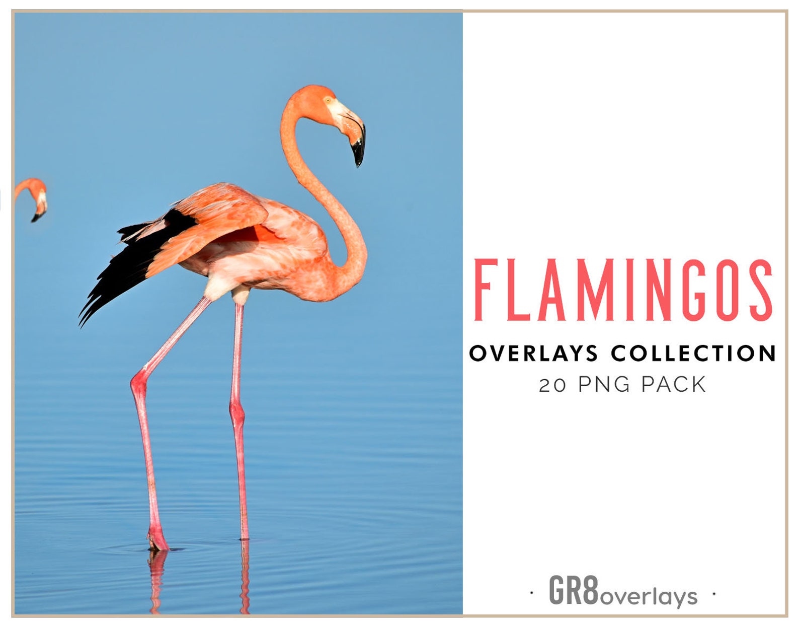 FLAMINGOS OVERLAYS, PNG, Flamingo, Outdoor Overlays, Photoshop Overlays ...
