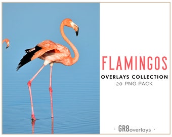 20 GRADUATION WORDART Photoshop Overlays Photoshop Overlay - Etsy