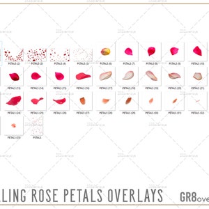 36 Falling ROSE PETALS Overlays, PNG Files, Photoshop Overlay ...