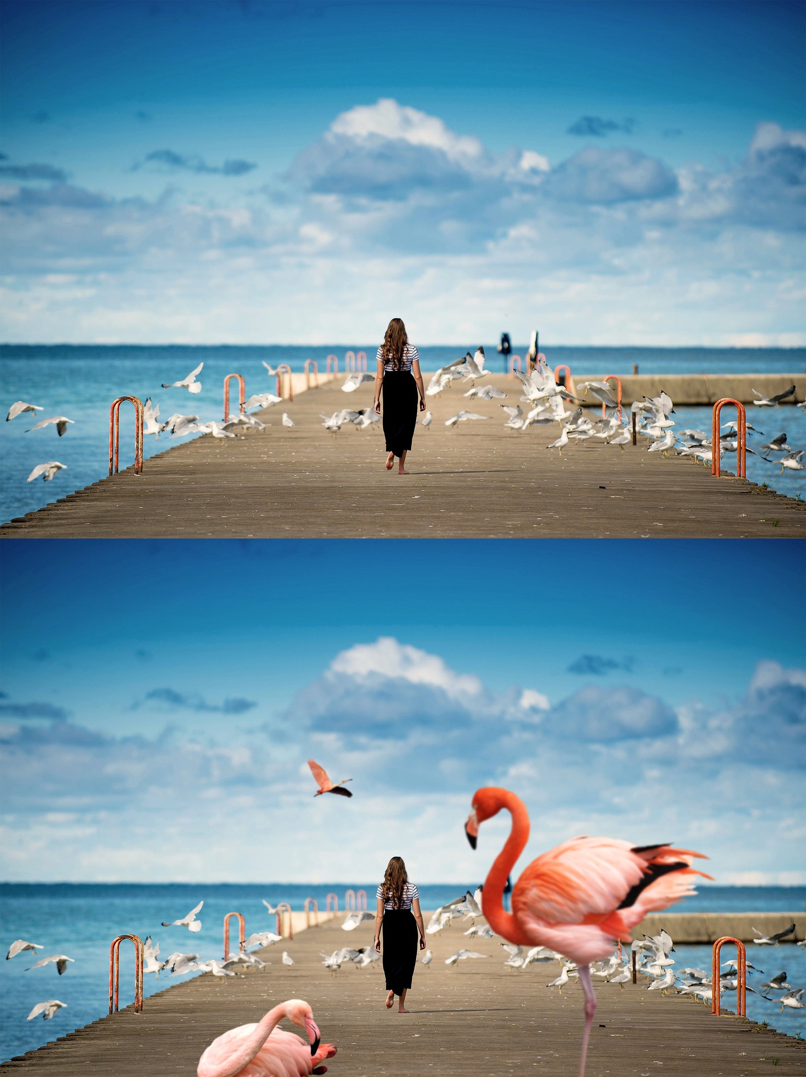FLAMINGOS OVERLAYS, PNG, Flamingo, Outdoor Overlays, Photoshop Overlays ...