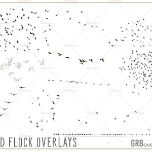 10 BIRD FLOCK Photoshop Overlays, PNG Files, Photo Overlays, Photoshop ...