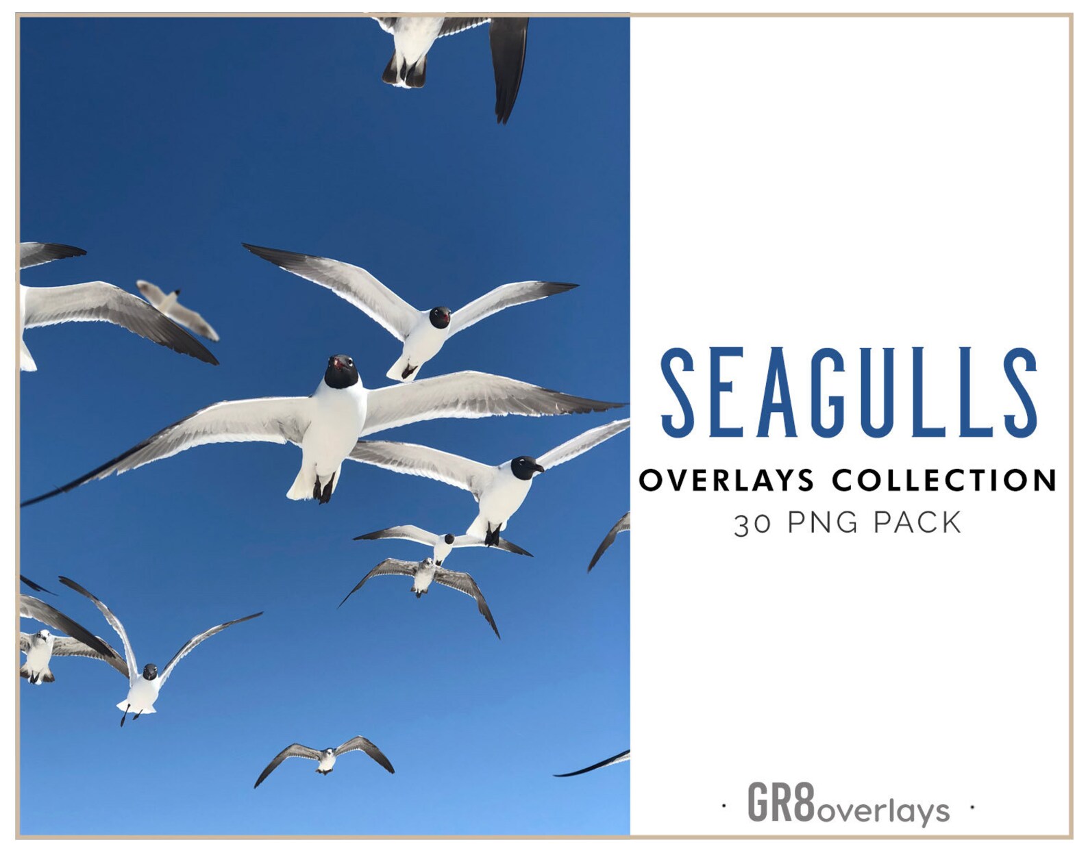 SEAGULLS Overlays PNG Seagulls Outdoor Overlays Photoshop | Etsy