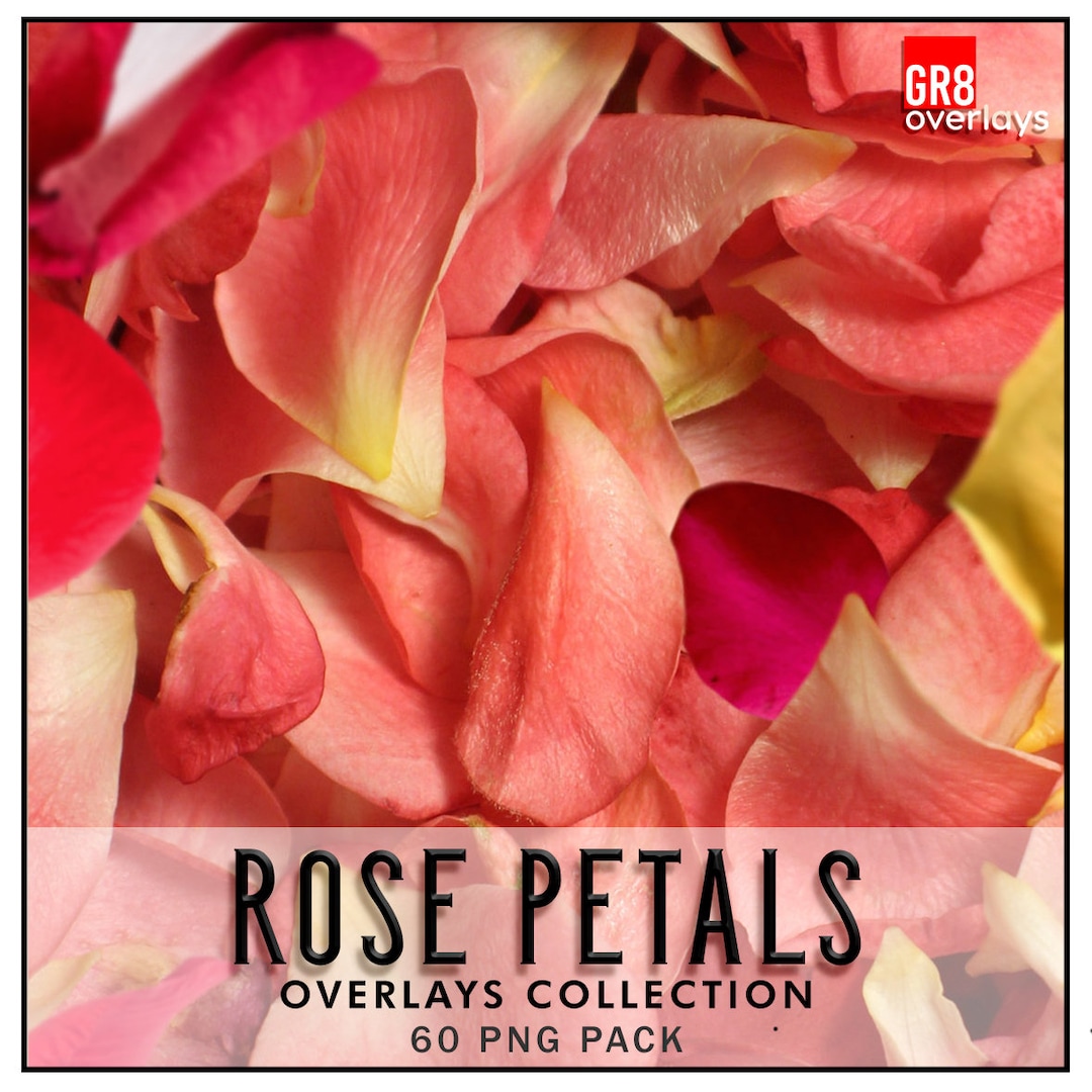 ROSE PETALS Overlays, Photoshop Overlays, Photoshop Overlay, PNG ...