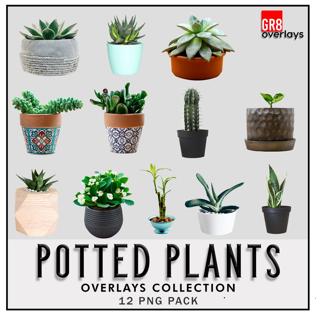 12 POTTED PLANTS Overlays, PNG, Photoshop Overlays, Photoshop Overlay ...