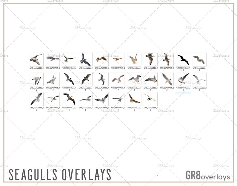 SEAGULLS Overlays, PNG, Seagulls, Outdoor Overlays, Photoshop Overlays ...