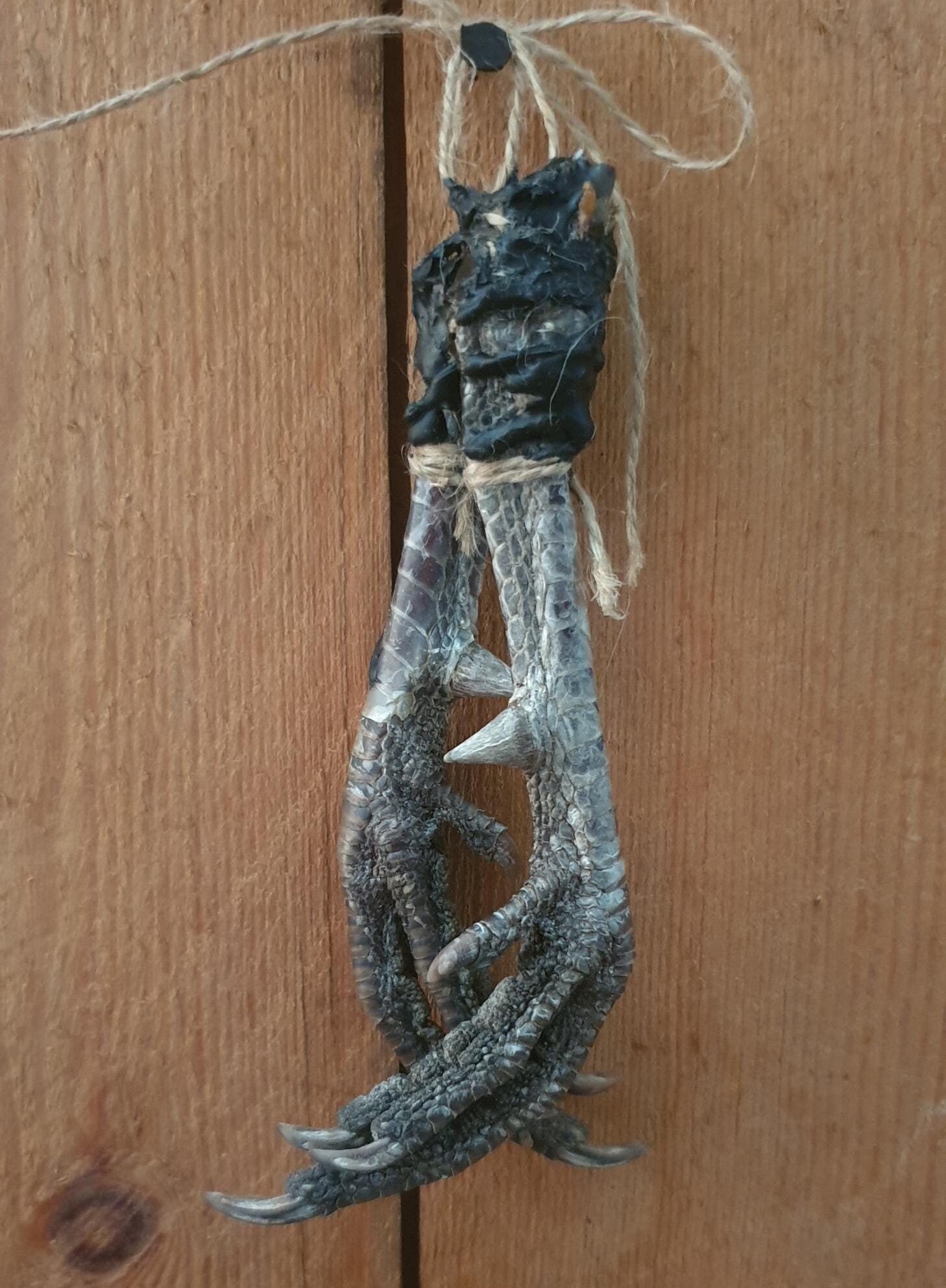 Mummified Pheasant Feet - Etsy