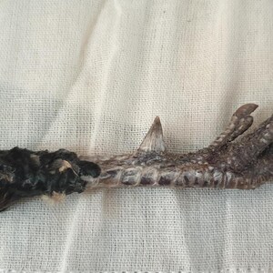 Mummified Pheasant Feet - Etsy