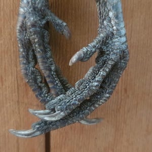 Mummified Pheasant Feet - Etsy