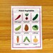 Fruits Sorting Busy Book Printable Fruits and Vegetables Busy - Etsy