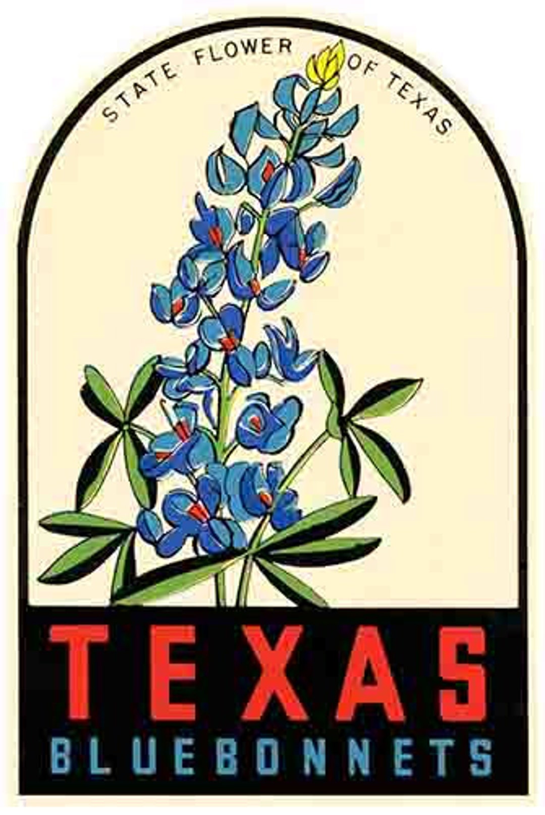 Vintage 1950's Style Texas Bluebonnet State Flower Map Retro Travel ...