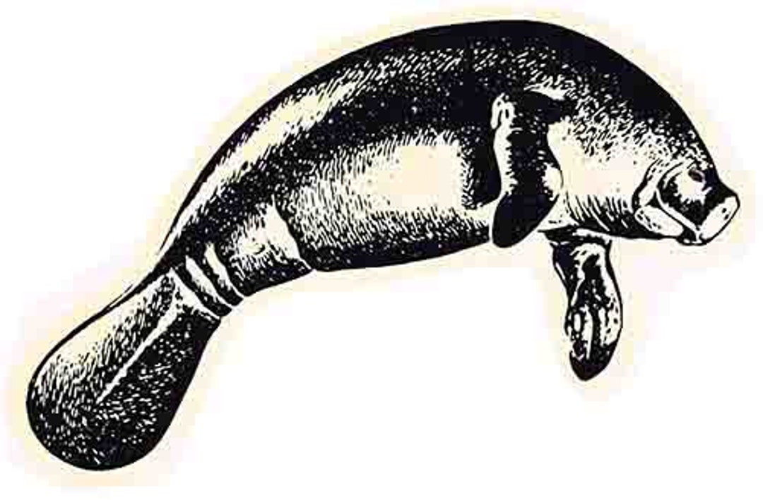 Vintage Style Florida Manatee Retro Travel Decal Sticker State Map - Etsy