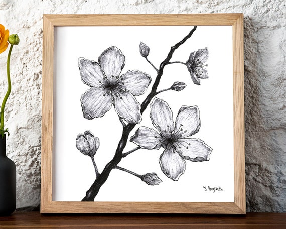 Japanese Cherry Blossom Drawing