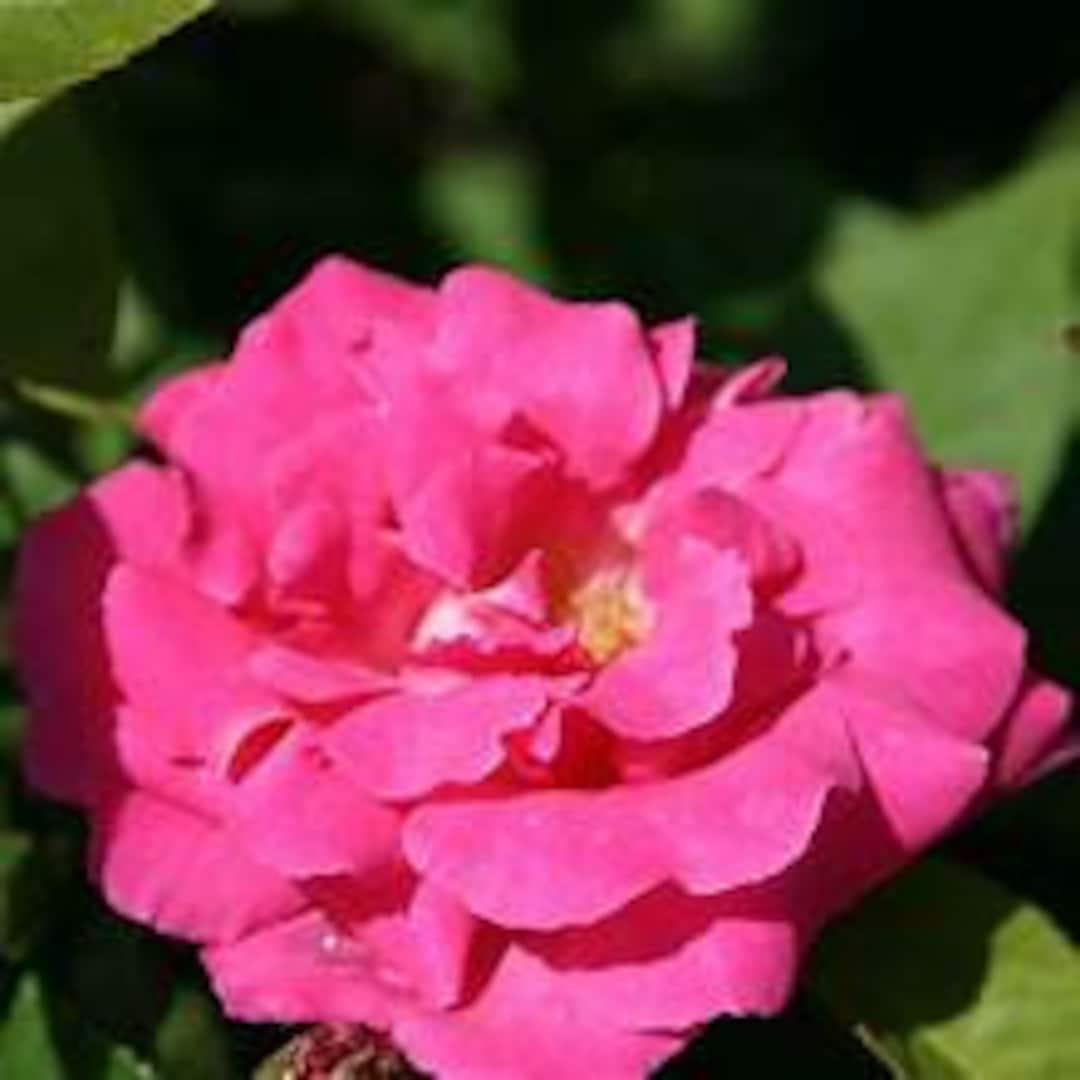 Climbing Rose 'zephirine Drouhin' Rosa Live Plant Thornless Fragrant ...
