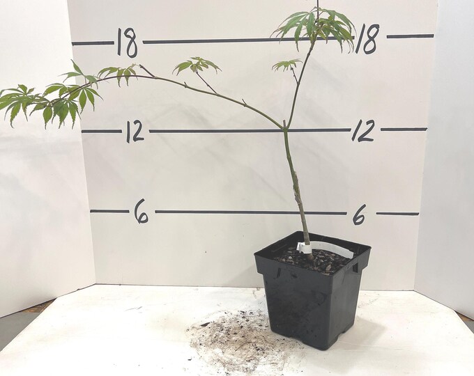 Japanese Maple 'hessei' Acer Palmatum Live Grafted Tree Red Dark Green ...