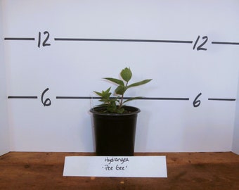 Pee Gee Hydrangea Paniculata Live Plant Perennial Shrub - Etsy