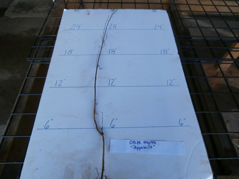 Crape Myrtle Lagerstroemia Indica Nana peppermint - Etsy