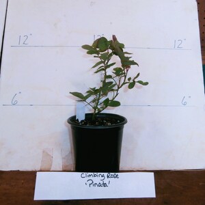 Climbing Rose 'pinata' Live Plant Perennial Shrub Yellow Red Orange ...