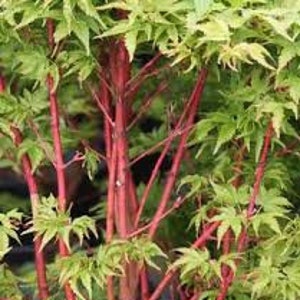 Japanese Maple 'winter Flame' Acer Palmatum Live Grafted Tree Dwarf ...