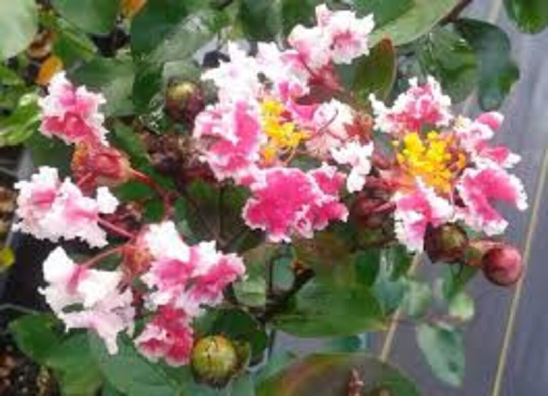 Crape Myrtle Lagerstroemia Indica Nana peppermint - Etsy