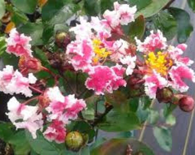 Crape Myrtle Lagerstroemia Indica Nana "peppermint" Live Plant ...