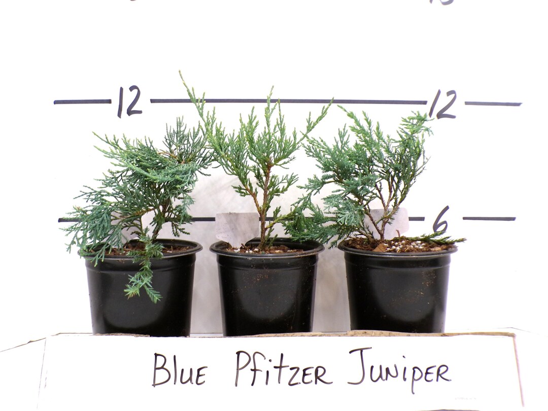 3 - Juniper 'blue Pfitzer' Juniperus Chinensis 'glauca Pfitzeraiana ...