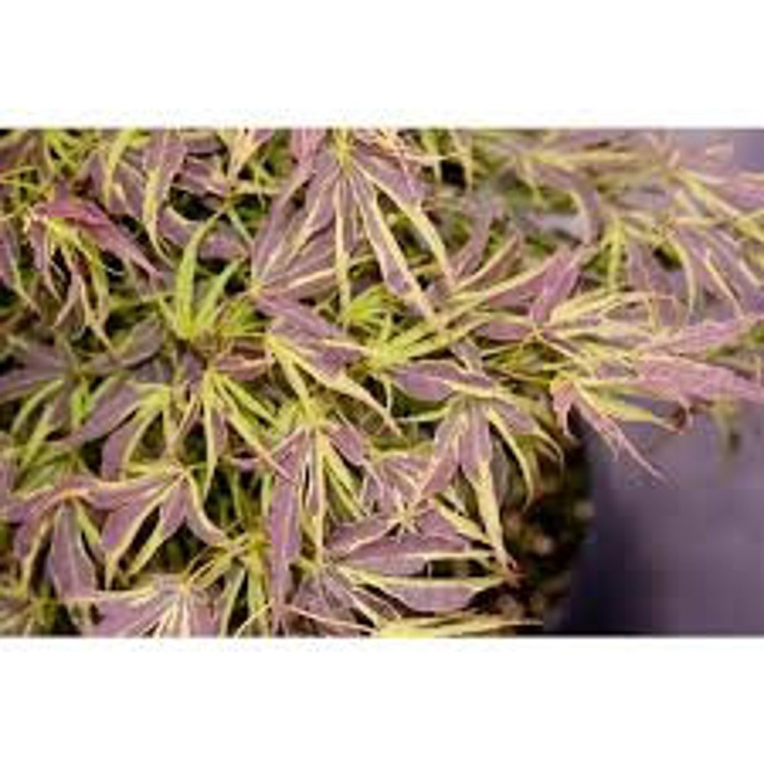 Manyo No Sato Japanese Maple Grafted Tree, Variegated Purple Red ...