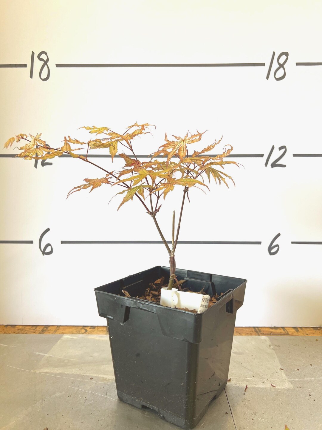 Japanese Maple 'amber Ghost' Acer Palmatum Live Grafted Tree Ghost ...