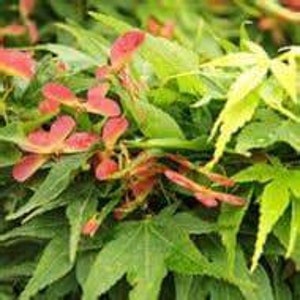 Japanese Maple 'ryuzu' Acer Palmatum Live DORMANT Grafted Tree Dragons ...