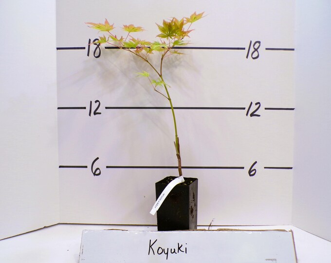 Japanese Maple 'koyuki' Acer Palmatum Live Grafted Tree Little ...