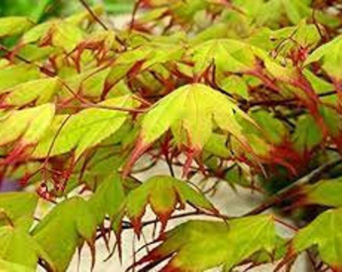 Japanese Maple 'tsuma Gaki' Acer Palmatum Live Grafted Tree Red Tipped ...