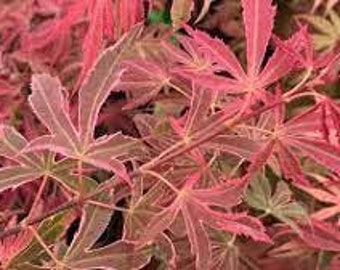 Japanese Maple 'rainbow' Acer Palmatum Live Dormant Grafted Tree ...