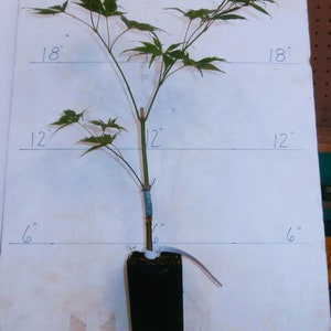 Japanese Maple 'koyuki' Acer Palmatum Live Grafted Tree Little ...
