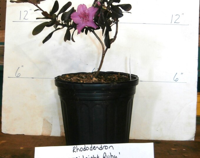 Rhododendron 'midnight Ruby' Live Plant *DORMANT* Evergreen Flowering ...